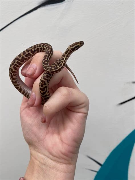 Wheatbelt Stimson Nicks Aquarium Oceanarium Terrarium Facebook