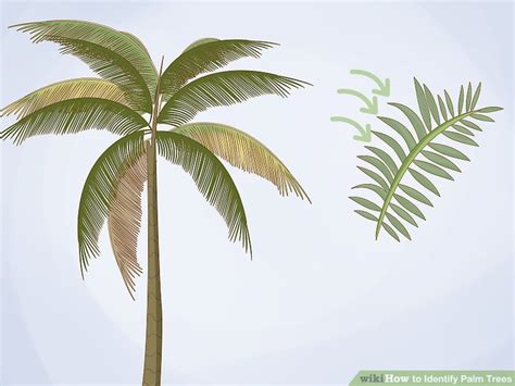 2 Easy Ways To Identify Palm Trees With Pictures