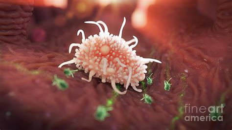 Macrophage Phagocytosis Photograph By Helix Animation Science Photo Library Fine Art America