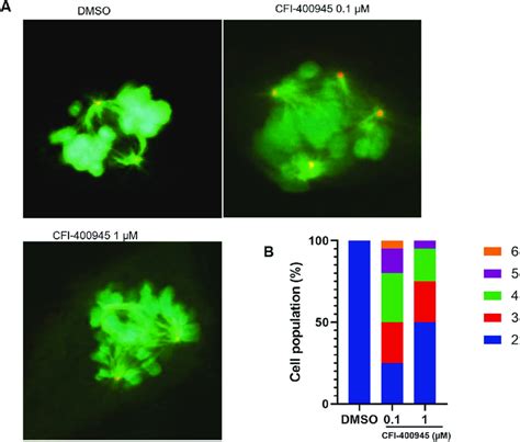 Cfi 400945 Causes Dysregulation Of Centrosome Duplication Smcs Were Download Scientific