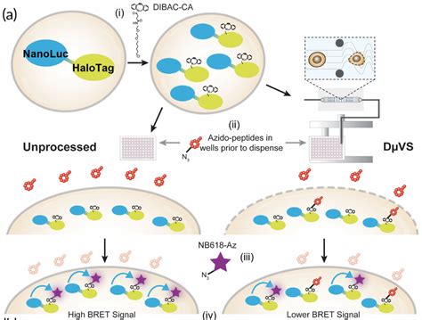 Screening Cyclic Peptides With Hydropore — Indee Labs