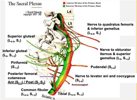The Sacral Plexus Flashcards Quizlet The Sacral Plexus Flashcards Quizlet