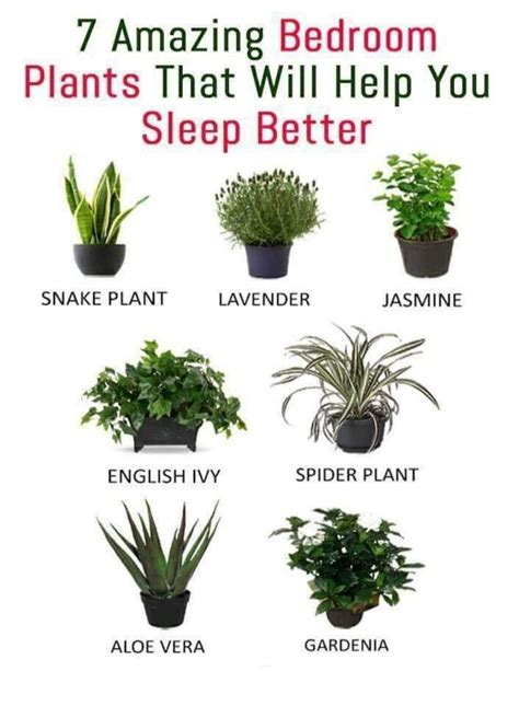 Indoor House Plants 101 An Easy Care Guide Artofit