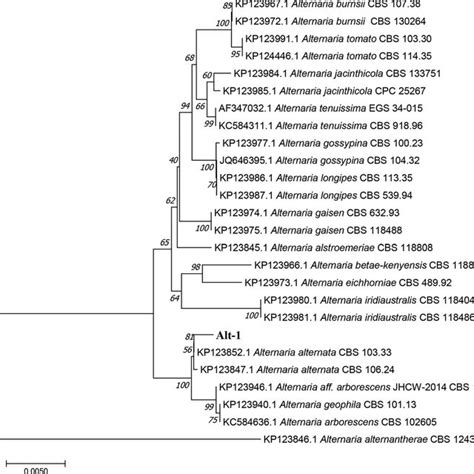 Phylogenetic Tree Calculated From The Alignment Of Concatenated