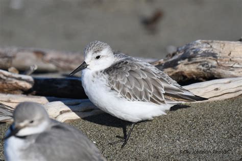 Sanderling New Zealand Birds Online