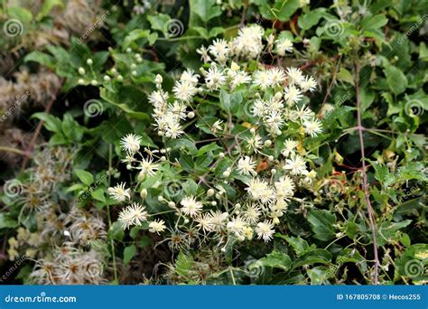 Very Densely Growing Old Mans Beard Or Clematis Vitalba Plants With