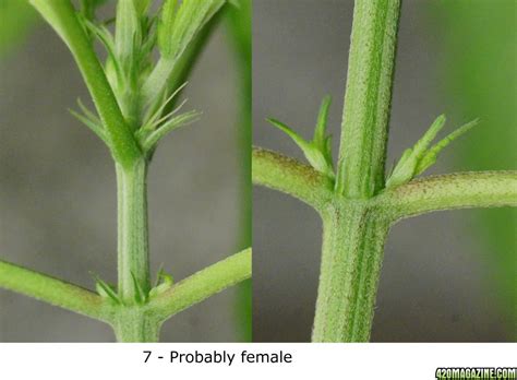 How Do I Determine A Female Sex Plant From A Male Page