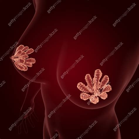 Mammary Glands Anatomy For Medical Concept 3d 이미지 1296427308 일러스트 무료