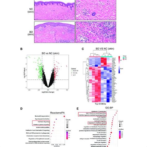 Heterogeneity Of Monocyte Subtypes In Bd Patients A Boxplot