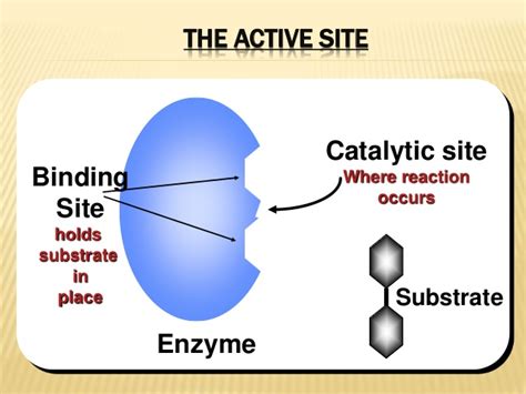 Substrate Definition Biochemsitry And Examples