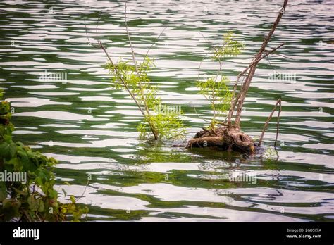New Growth On A Section Of Tree Roots Floating In The Lake Stock Photo Alamy