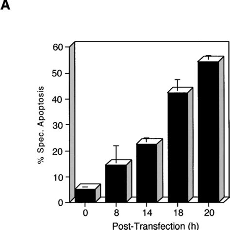Time Course Of Apoptosis Induction And Protein Expression After Ant 1 Download Scientific