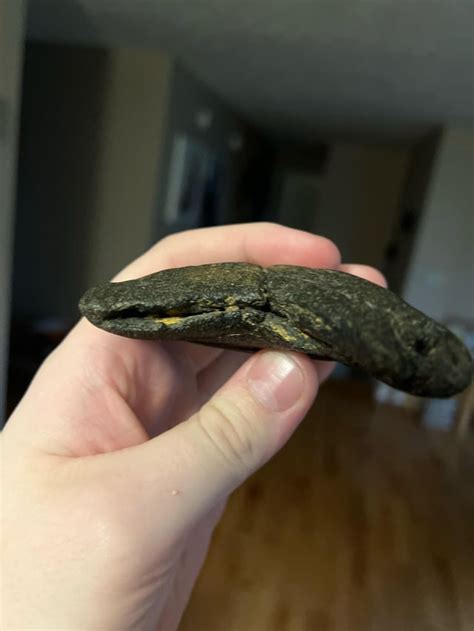 Can Metal Be Present In The Fossilization Process Or Was This T A Fake R Paleontology