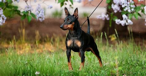 Pinscher Japones At George Sorensen Blog