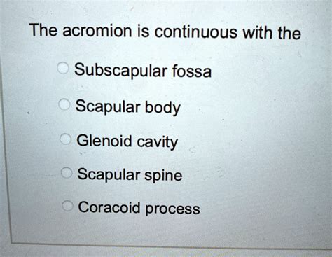 The Acromion Is Continuous With The Subscapular Fossa Scapular Body Glenoid Cavity Scapular