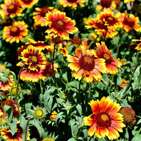 Arizona Sun Blanket Flower Gaillardia Grandiflora High Country Gardens