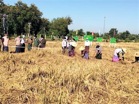 ပေါက်မြို့နယ်တွင် ကိုဗစ် ၁၉ စီးပွားရေးကုစားမှု Cerp အစီအစဉ်ဖြင့် စိုက