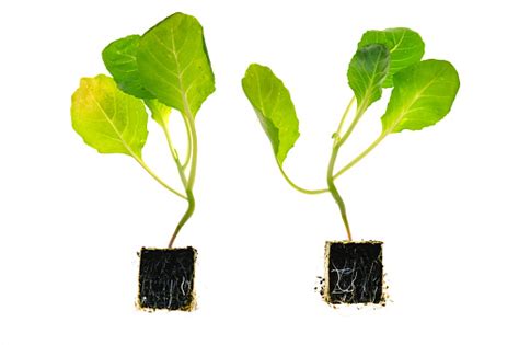 Seedlings With Root System Isolated On White Backgroundgreen Seedlings