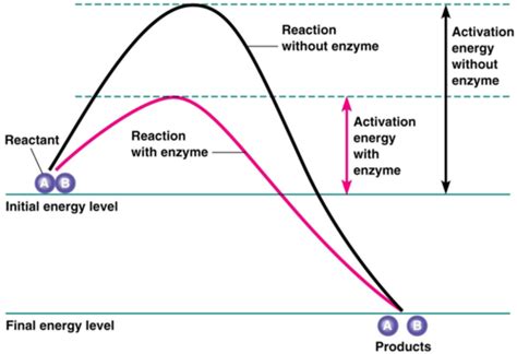 Microbiology Lecture 4 Flashcards Quizlet