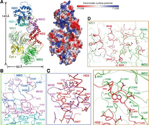 Structure Of An Activated Apaf 1 Protomer In The Apoptosome A Download Scientific Diagram