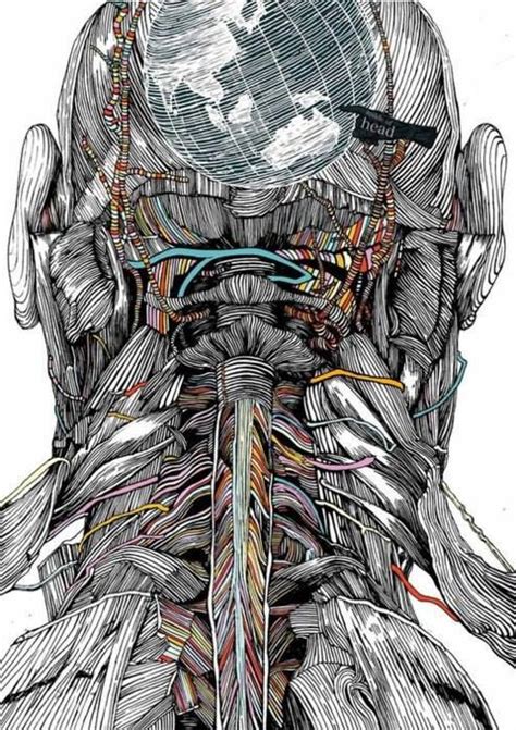 Todo Sobre Enfermer A Y Medicina Qu Son Los Nervios Cervicales