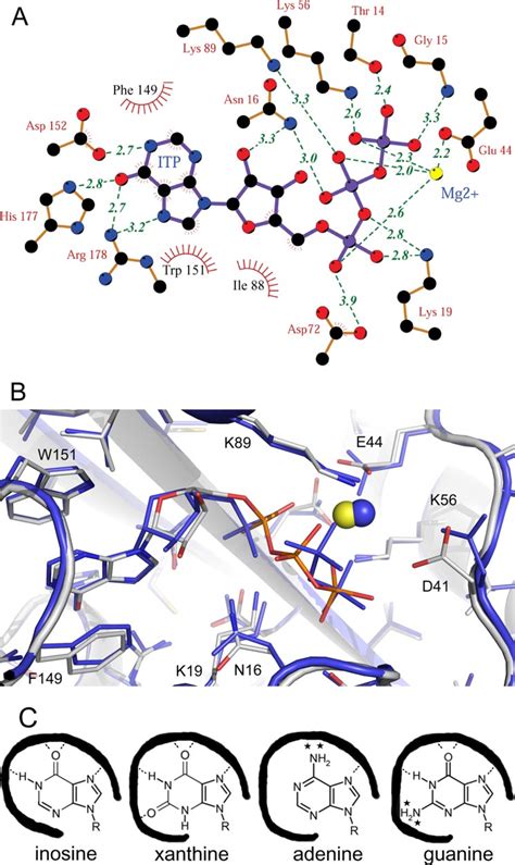Substrate Binding In Human Itpa A Distances Between Itp Blue Bonds
