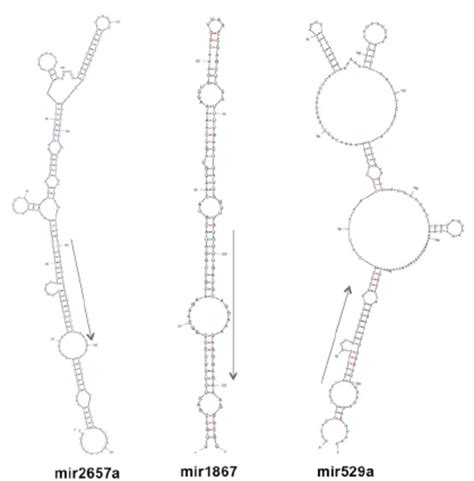 Stem Loop Secondary Structure Of Predicted MiRNA Precursors The Arrow Download Scientific