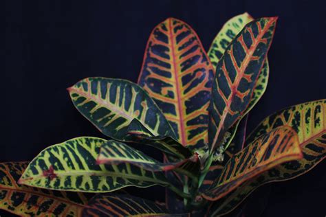 Codiaeum Variegatum