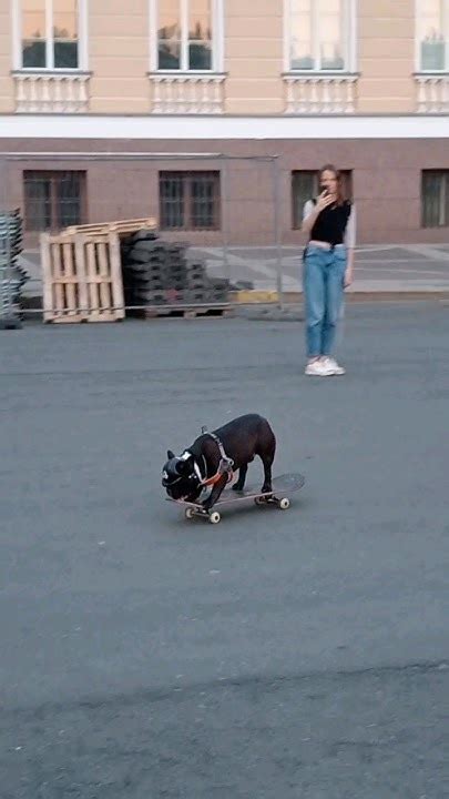 Собака на скейте в центре Питера😍 санктпетербург собака