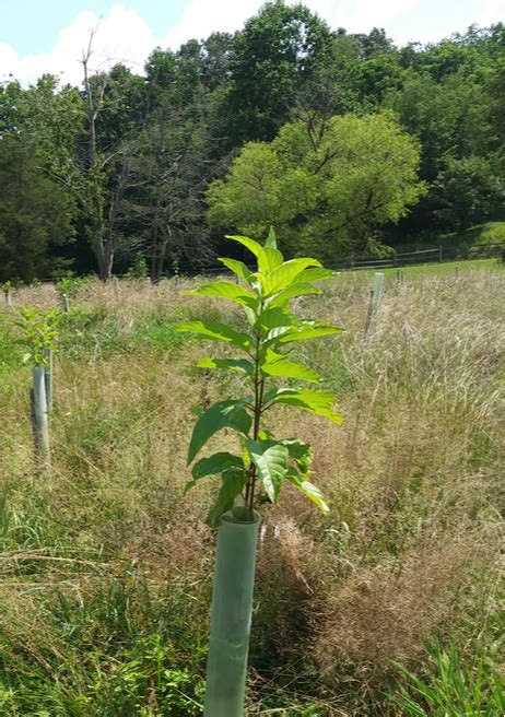 apply to the james river buffer program james river buffer program