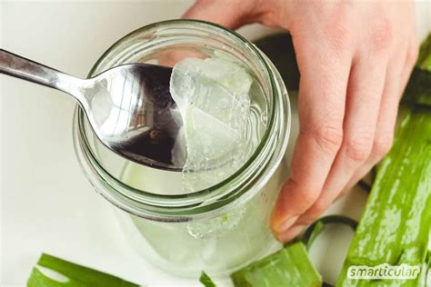 Aloe Vera Gel Einfach Und Kostenlos Selbst Herstellen