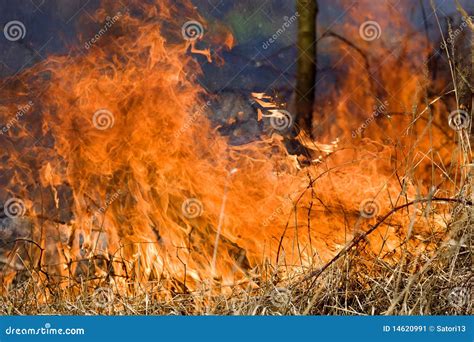 Tree On Fire Stock Image Image Of Brush Deforestation