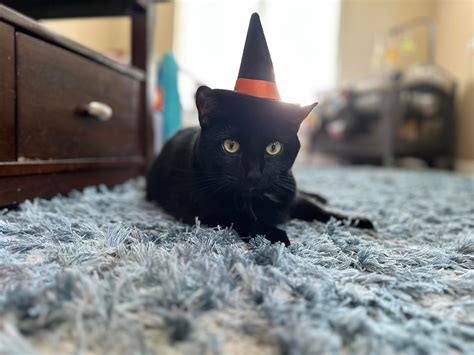 Cat Costume Witchs Hat Cat Hat Witch Warlock Wizard Etsy