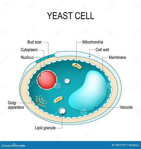 The Cell Structure Of Yeast With Diagram