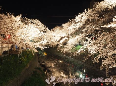岩倉五条川 桜 まつり2024 ライトアップ有 見頃と開花 イベント有屋台 駐車場動画あり なごやねっと na58 net