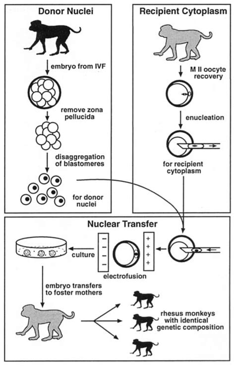 Nuclear Transfer Technology Somatic Cell Nuclear Transfer Scnt