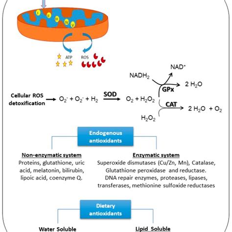 Cellular Antioxidant Defense Systems Ros Reactive Oxygen Species Download Scientific Diagram
