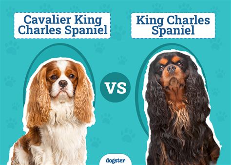 King Charles Cavalier Spaniel