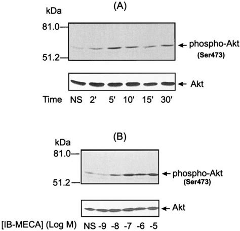 Time Course And Dose Dependence Of Ib Meca Induced Akt Phosphorylation