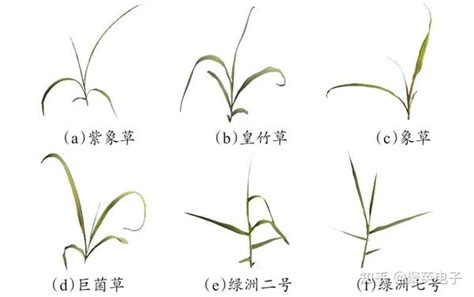 农业科研菌草丙二醛含量可见 近红外光谱反演提升反演精度与预测性能 知乎