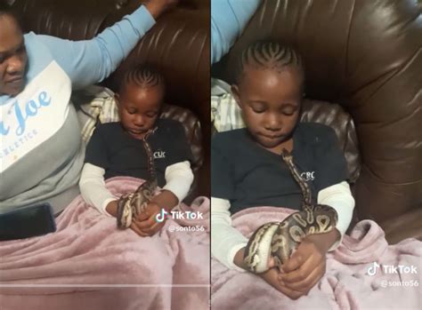 Brave Youngster Gently Holding A Python Like A Pro Video