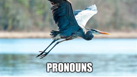 Fundraiser By Bird Home Gender Affirming Care For Bird