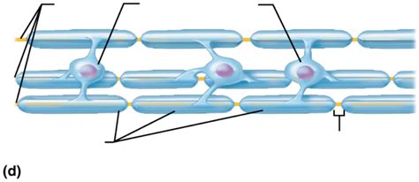 Oligodendrocytes Diagram Quizlet