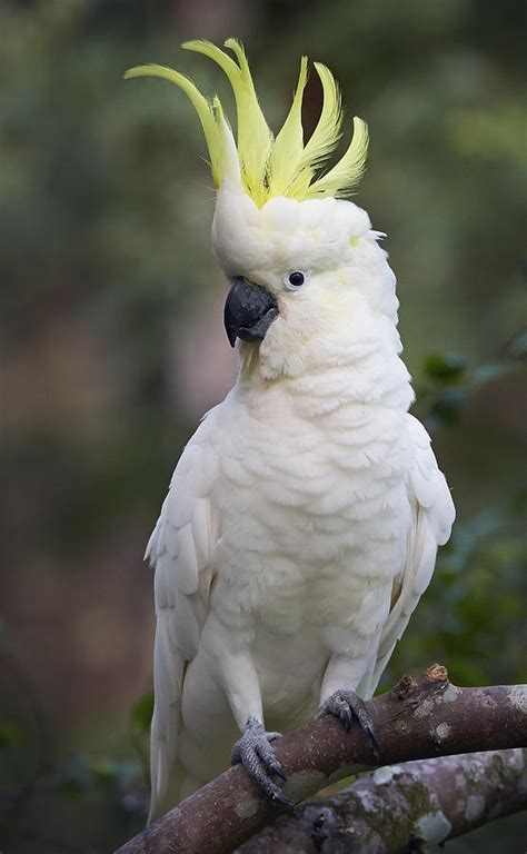 Sulphur Crested Cockatoo Displaying Photograph By Martin Willis
