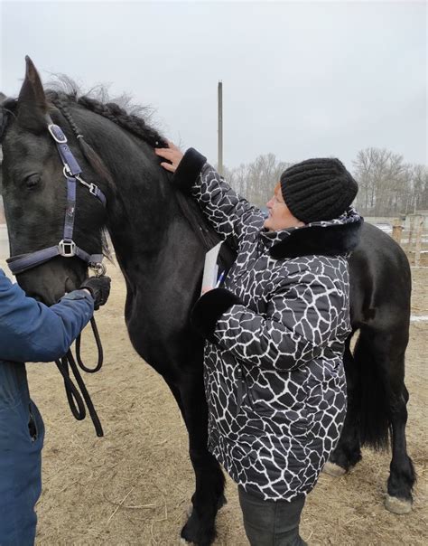 ДП АІРТ Ідентифікація коней як фіксують унікальні Facebook