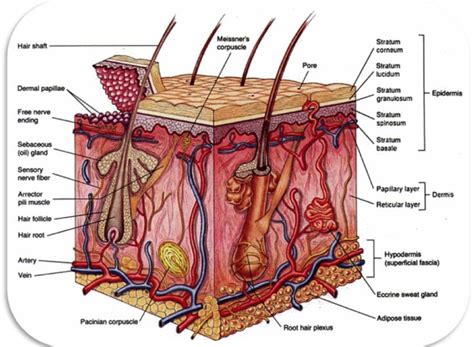 Labeled Diagram Of The Integumentary System Integumentary Sy