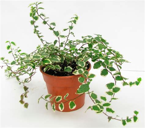 Фикус карликовый уход в домашних условиях пересадка и размножение