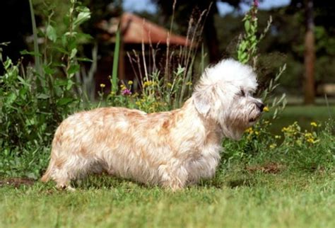 댄디 딘몬트 테리어 Dandie Dinmont Terrier 네이버 블로그