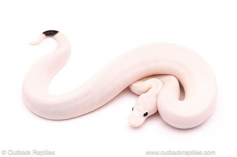 Panda Piebald Ball Python