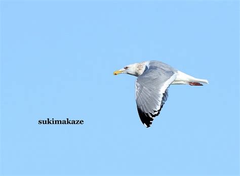 セグロカモメ 3 里山の鳥たち